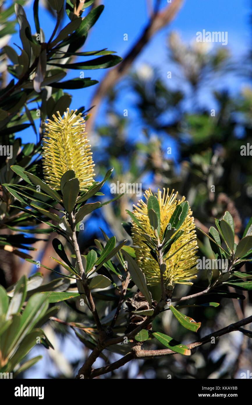 Silver banksia hi-res stock photography and images - Alamy