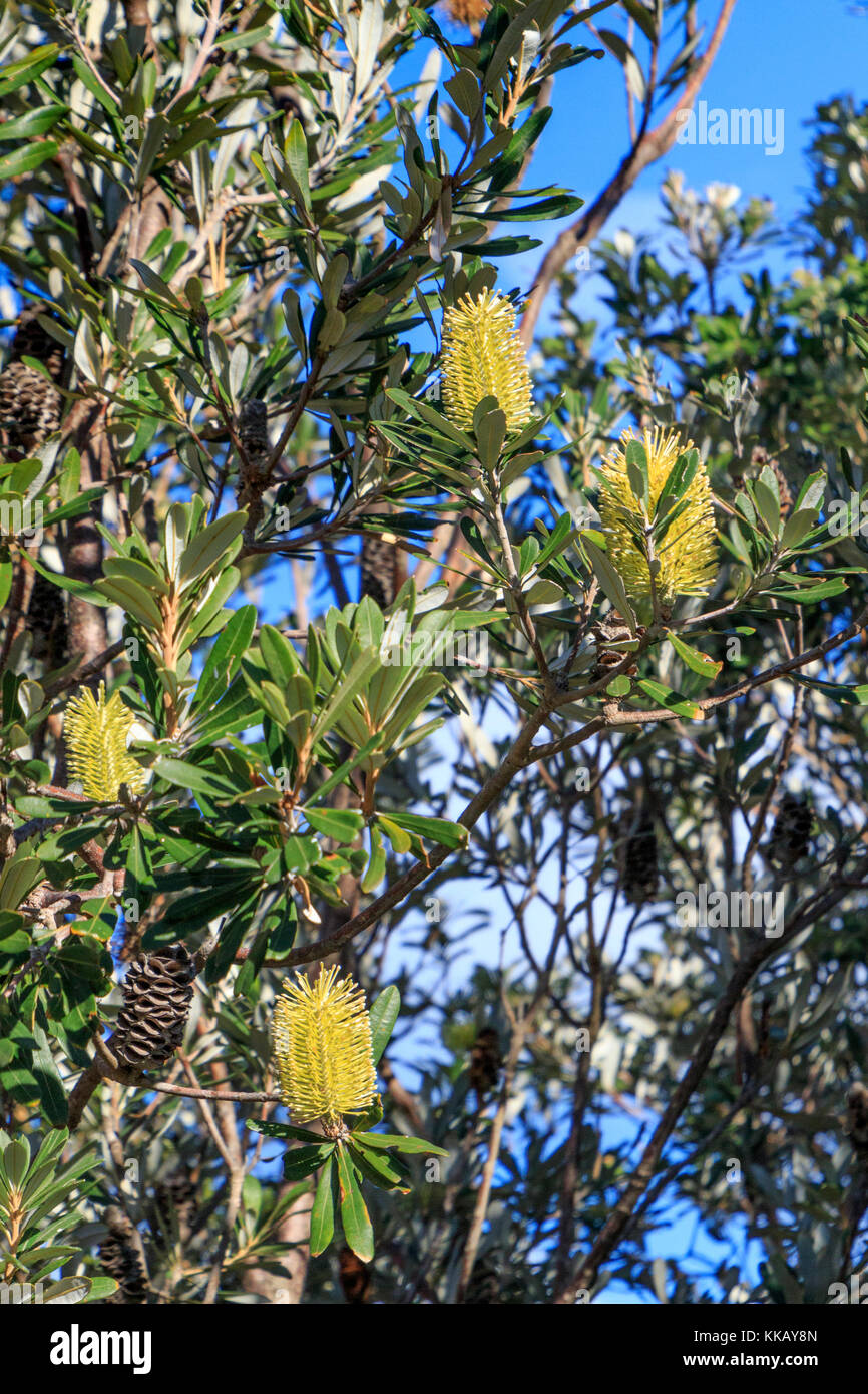 Silver banksia hi-res stock photography and images - Alamy