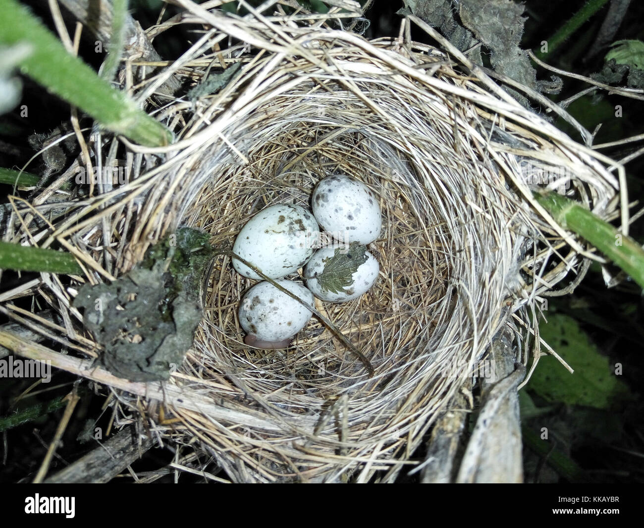 Acrocephalus palustris. The nest of the Marsh Warbler in nature. Common ...