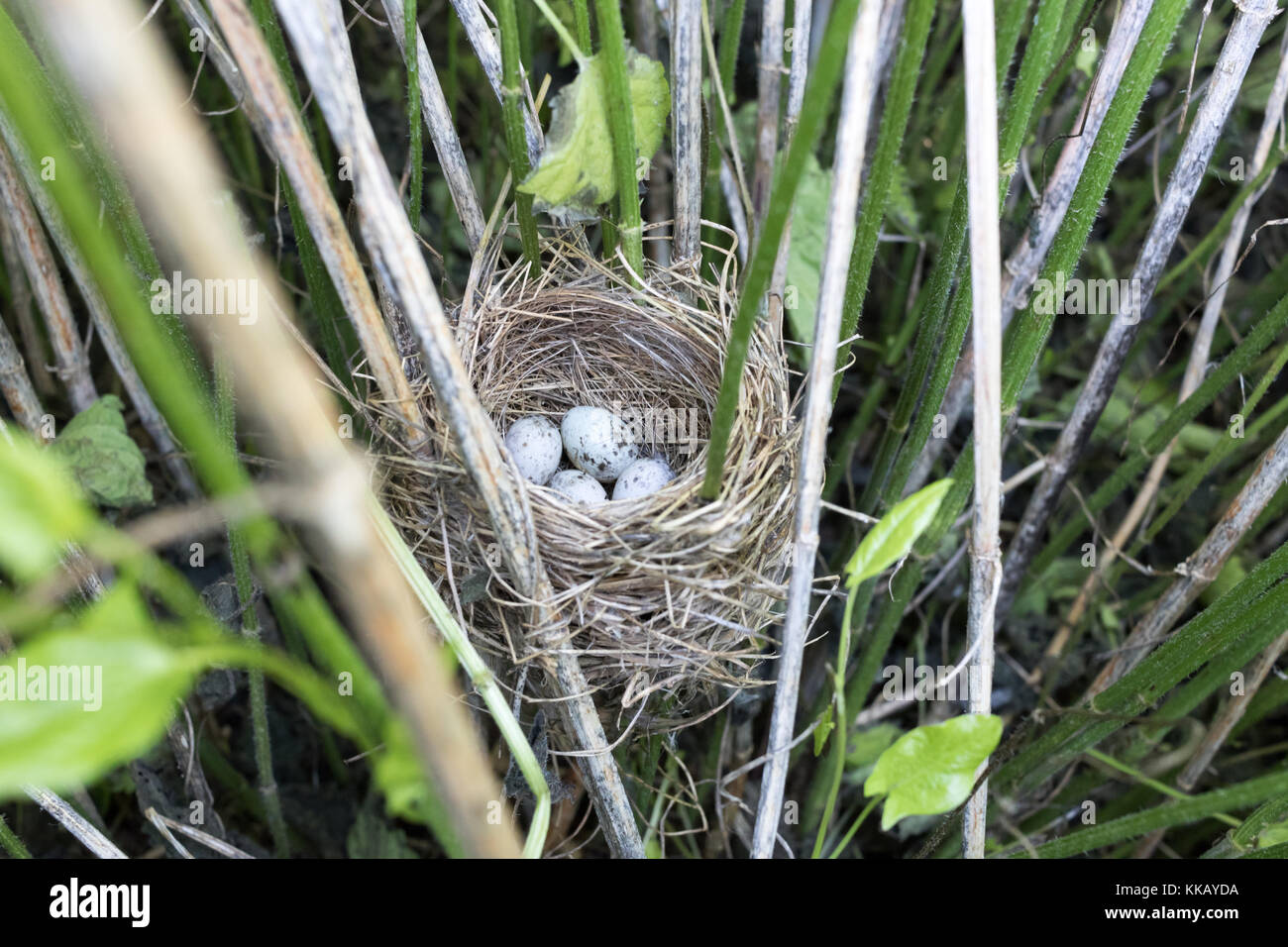 Acrocephalus palustris. The nest of the Marsh Warbler in nature. Common ...