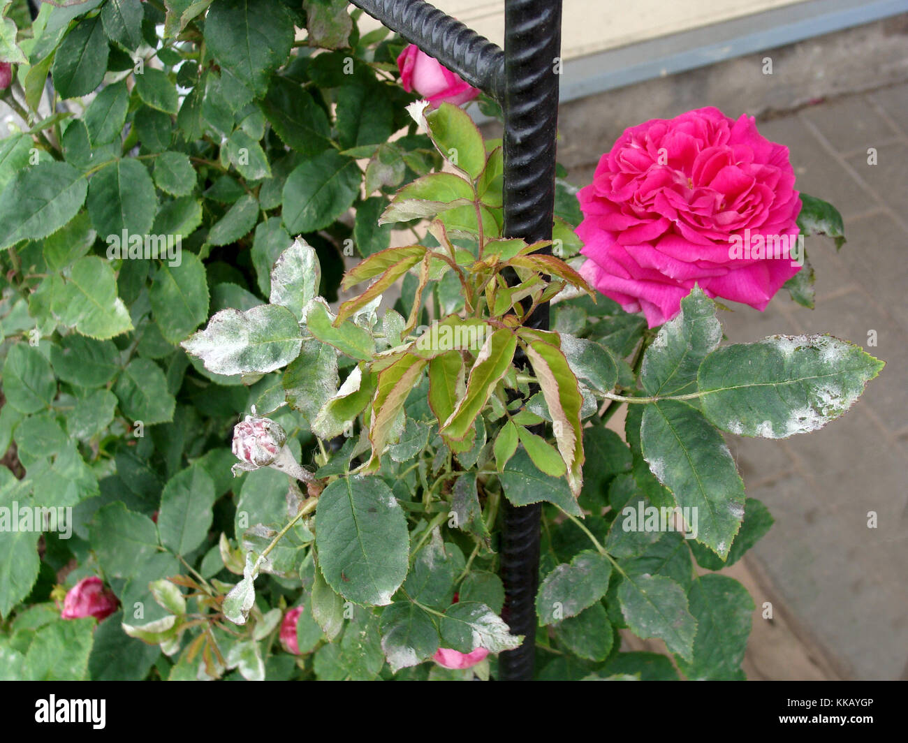 Rose plant leaves and flower buds damaged by fungal disease powdery ...