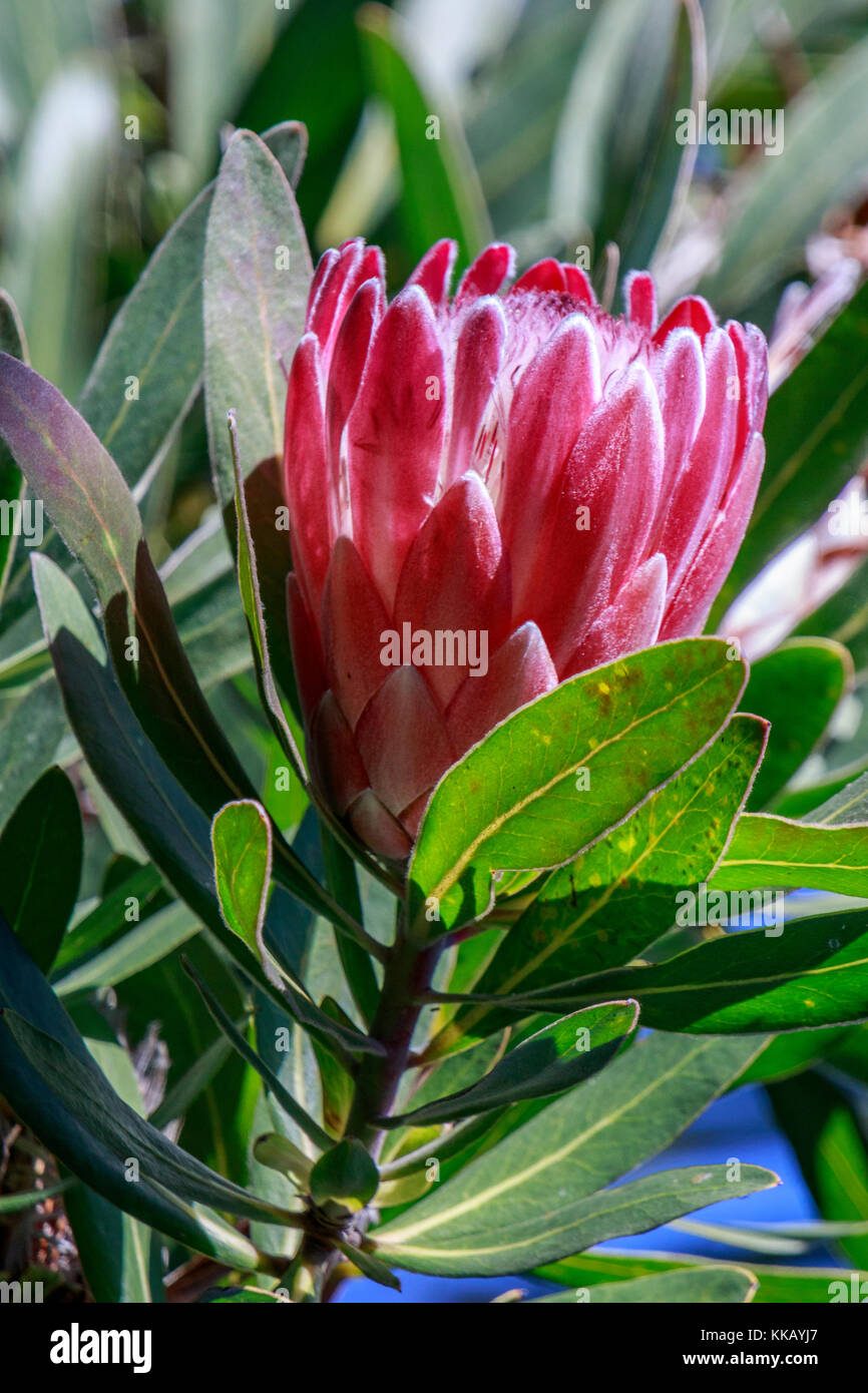 Australia, Lakes Entrance, Protea, South African, Sugarbushes ...