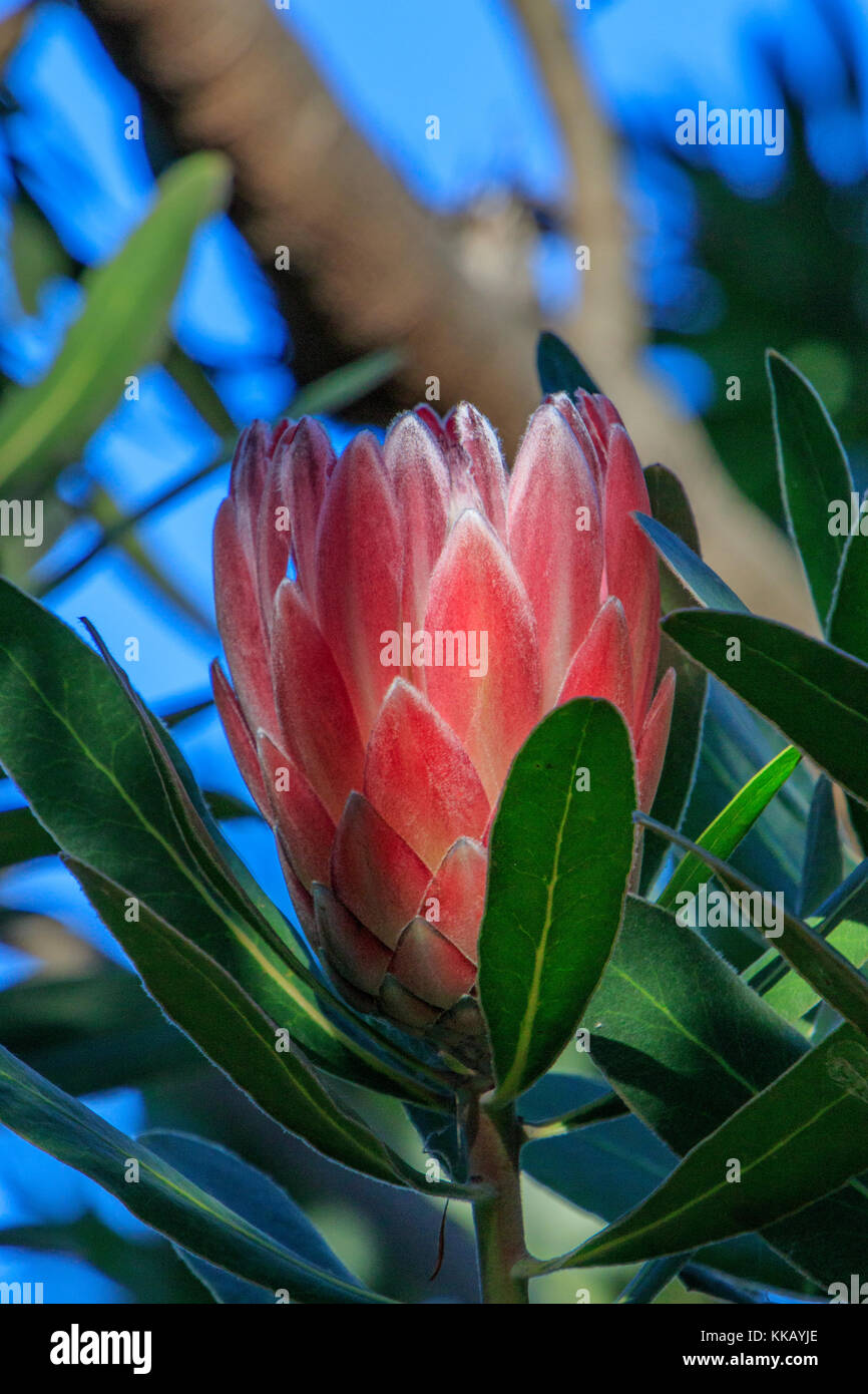 Australia, Lakes Entrance, Protea, South African, Sugarbushes ...