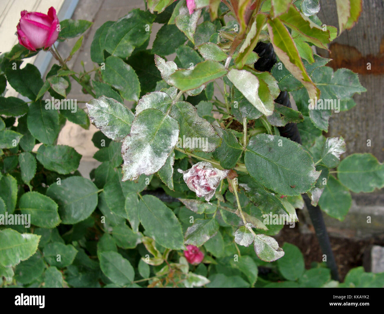 Powdery mildew rose hi-res stock photography and images - Alamy