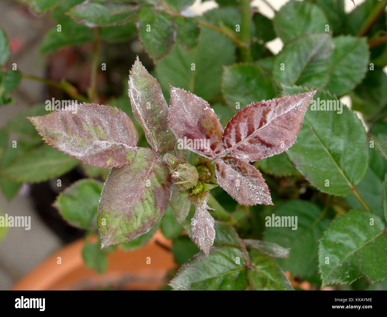 Rose plant leaves damaged by fungal disease powdery mildew close up ...