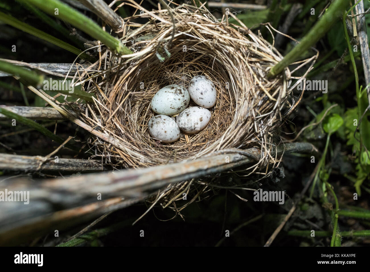 Acrocephalus palustris. The nest of the Marsh Warbler in nature. Common ...