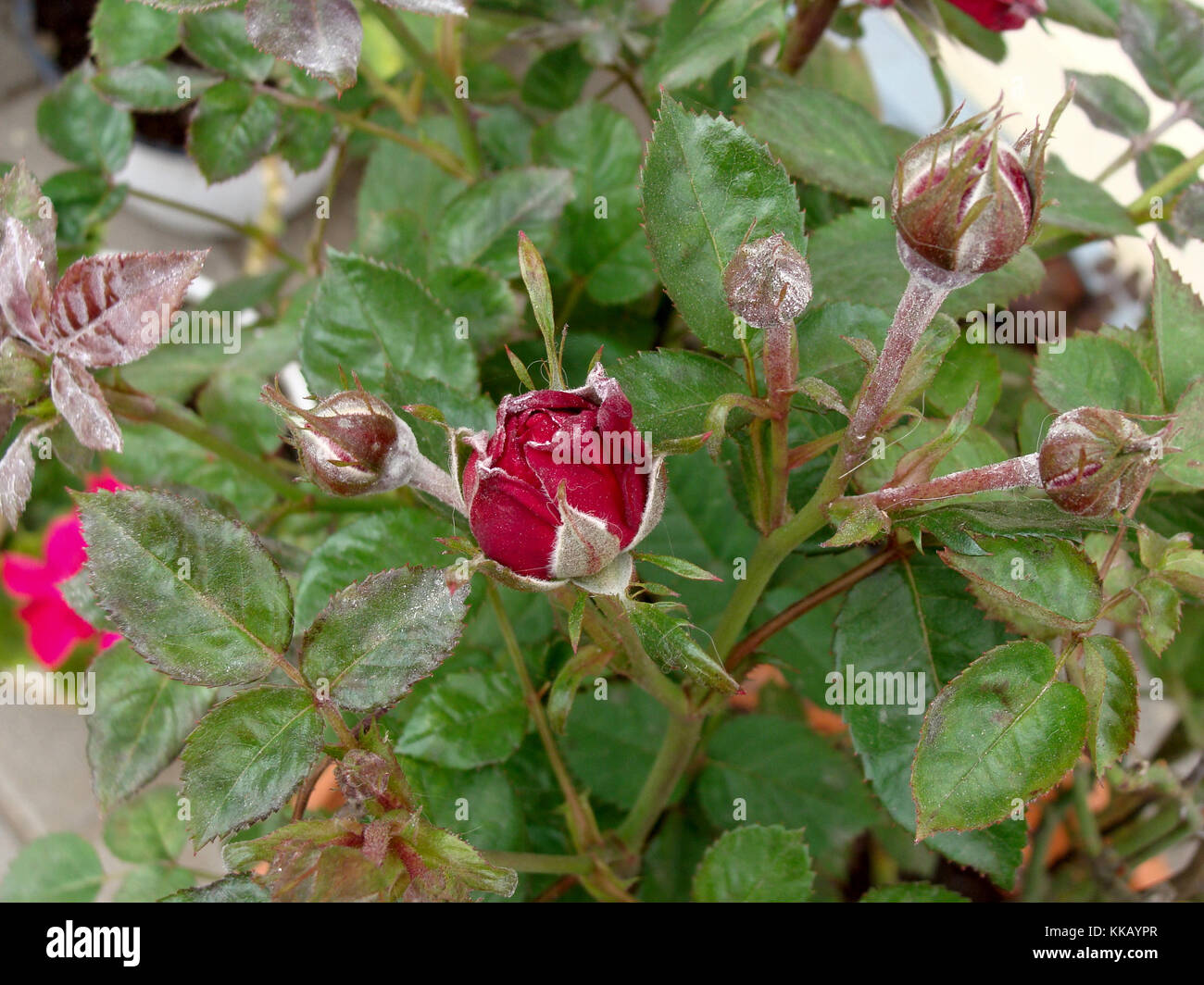 Damaged rose bush hi-res stock photography and images - Alamy