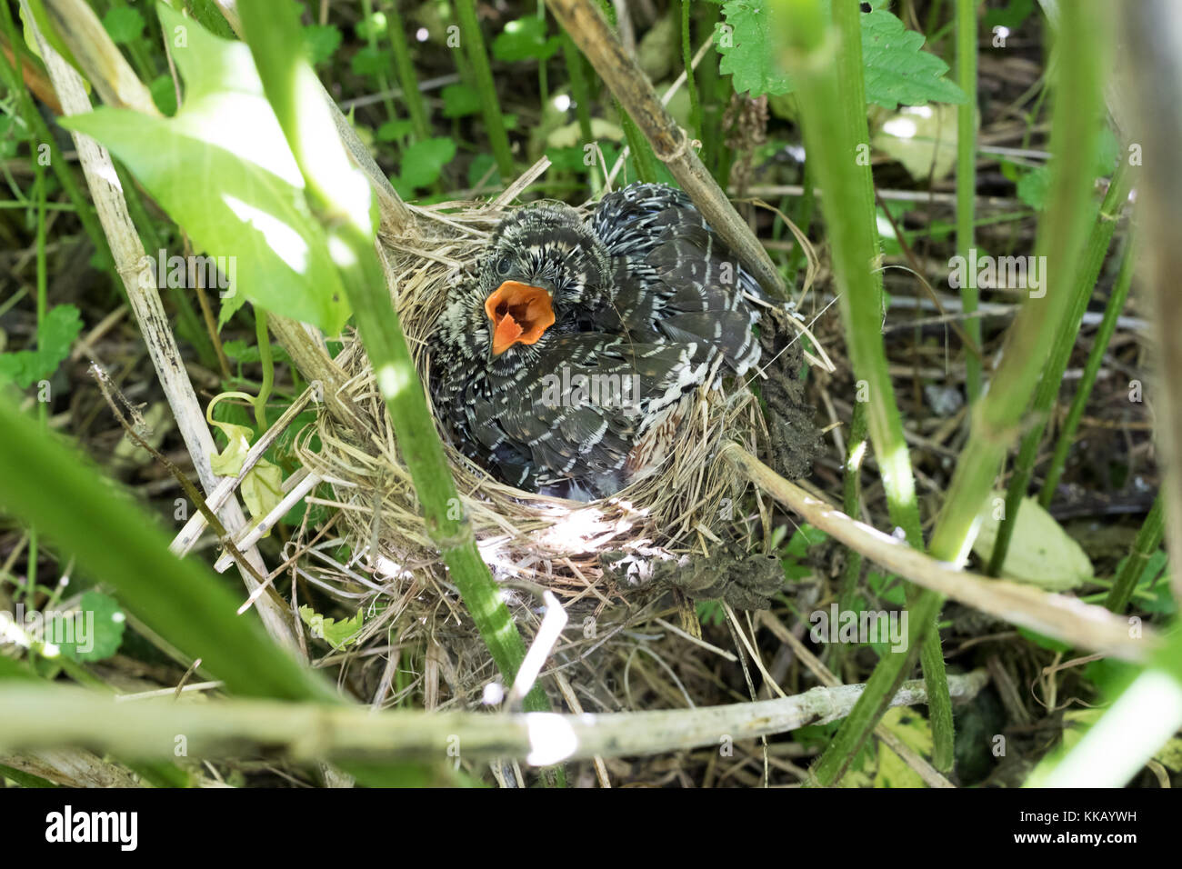 Baby cuckoo bird in nest hi-res stock photography and images - Alamy