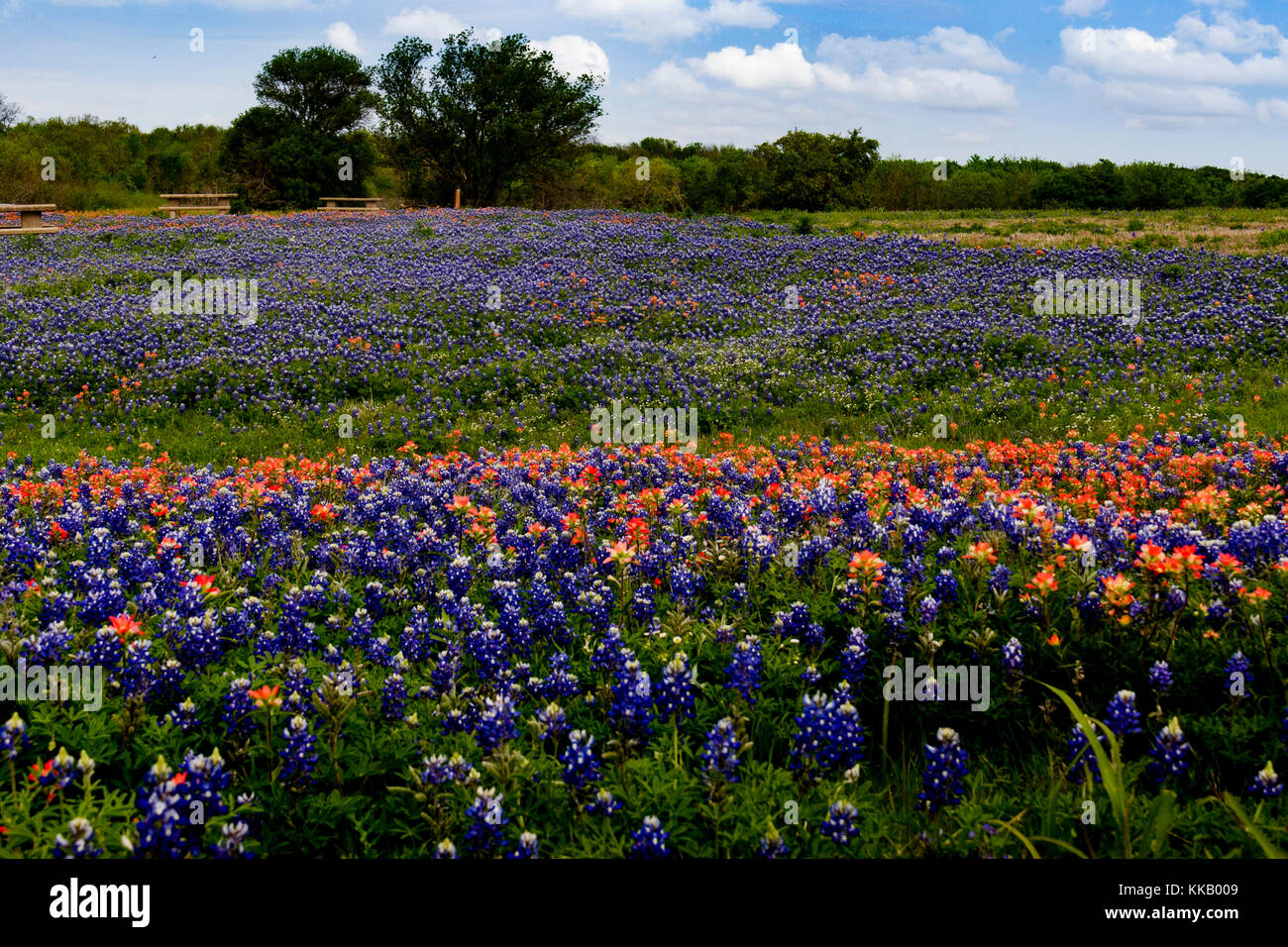 Castilleja, Ennis, Lake Bardwell, Lupinus texensis, Meadow View Nature ...