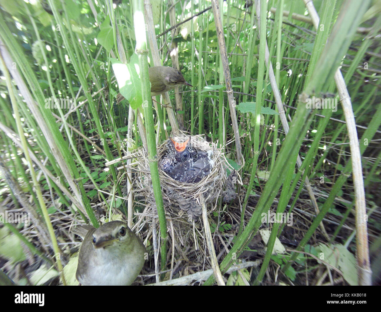 Acrocephalus palustris. The nest of the Marsh Warbler in nature. Common ...