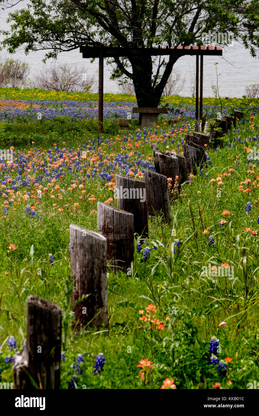 Castilleja, Ennis, Lake Bardwell, Lupinus texensis, Meadow View Nature ...