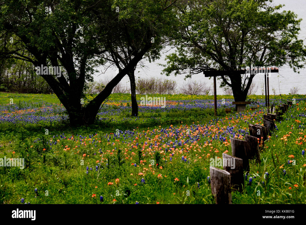 Castilleja, Ennis, Lake Bardwell, Lupinus texensis, Meadow View Nature ...