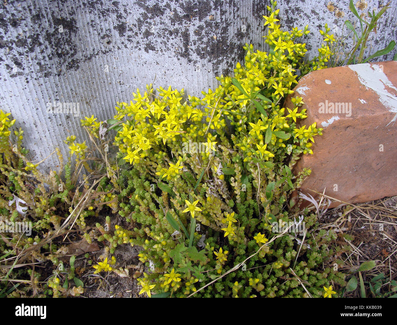 Moss flowering with small yellow star shape blossoms outdoor close up ...