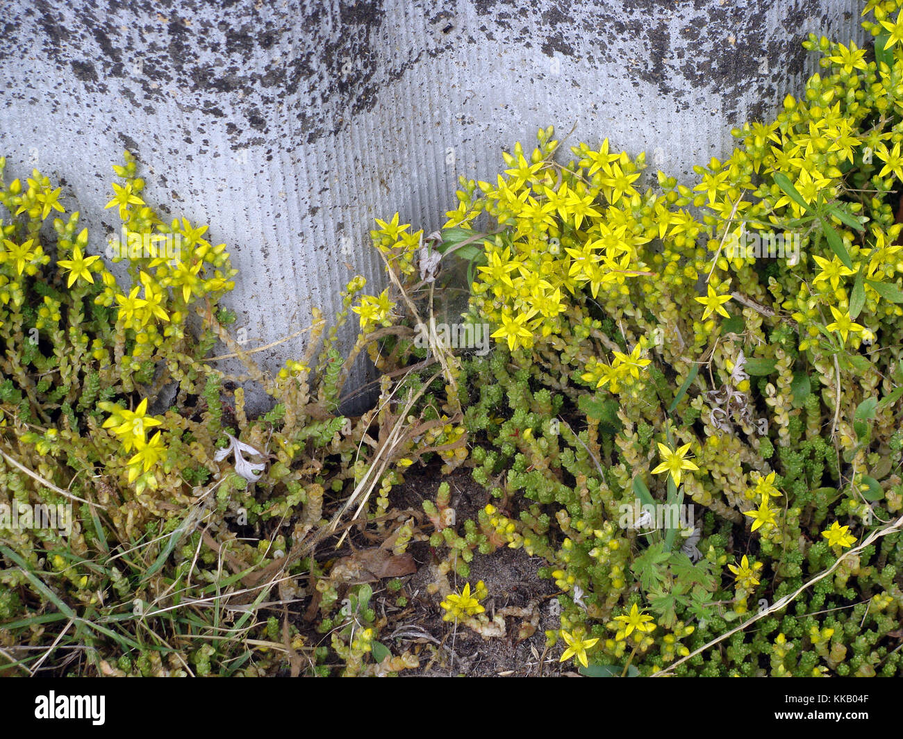 Moss flowering with small yellow star shape blossoms outdoor close up ...