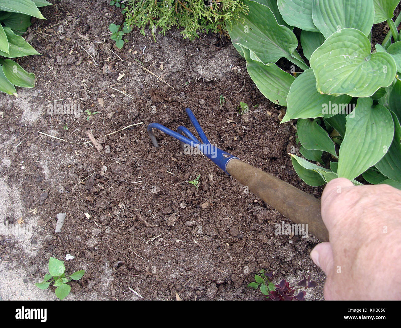 Working in flower bed with small three teeth hand cultivator Stock ...