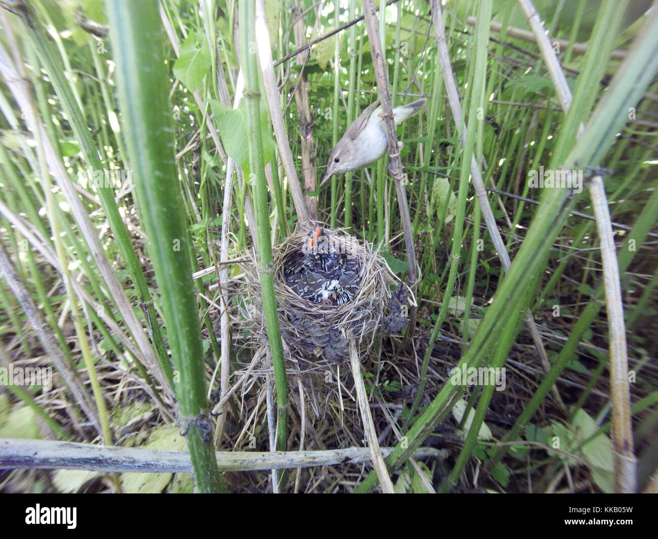 Acrocephalus palustris. The nest of the Marsh Warbler in nature. Common ...