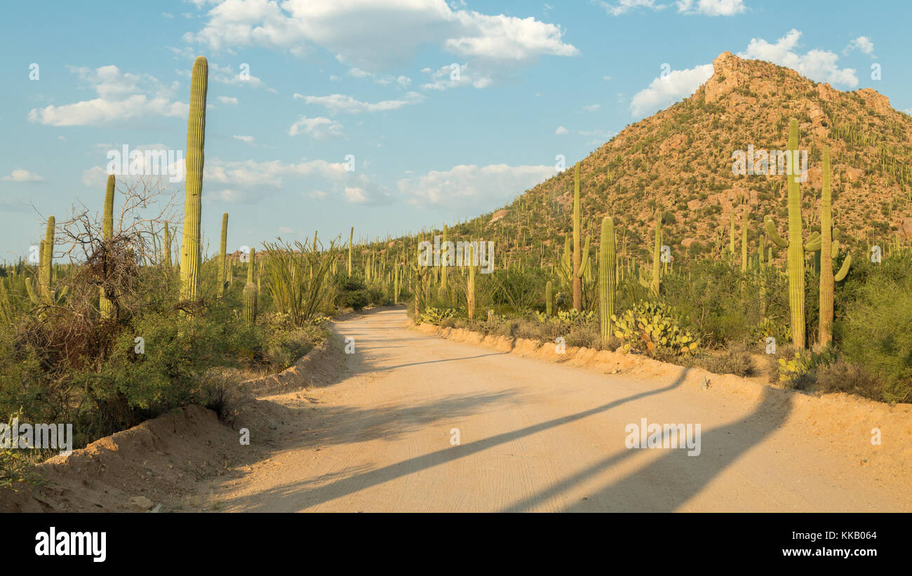 Road through countryside with Saguaro (Carnegiea gigantea), National ...