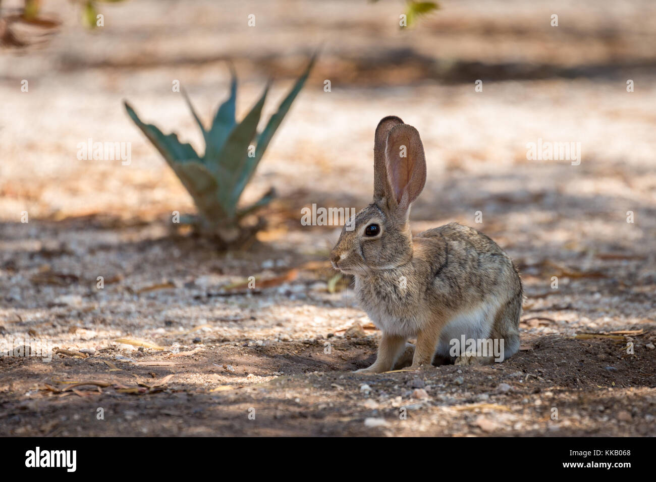 Desert cottontail rabbit sylvilagus audubonii hi-res stock photography ...