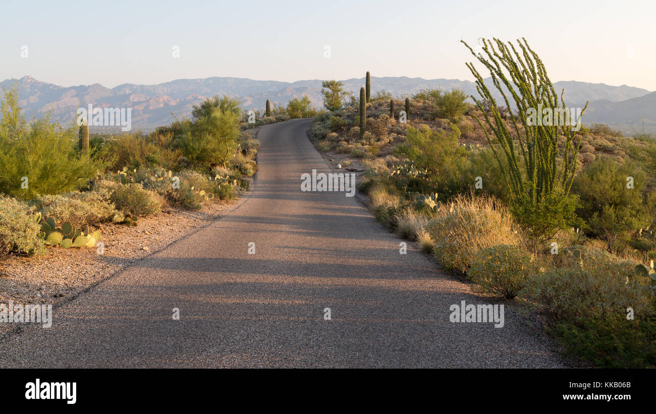 Cacti cactus hi-res stock photography and images - Alamy