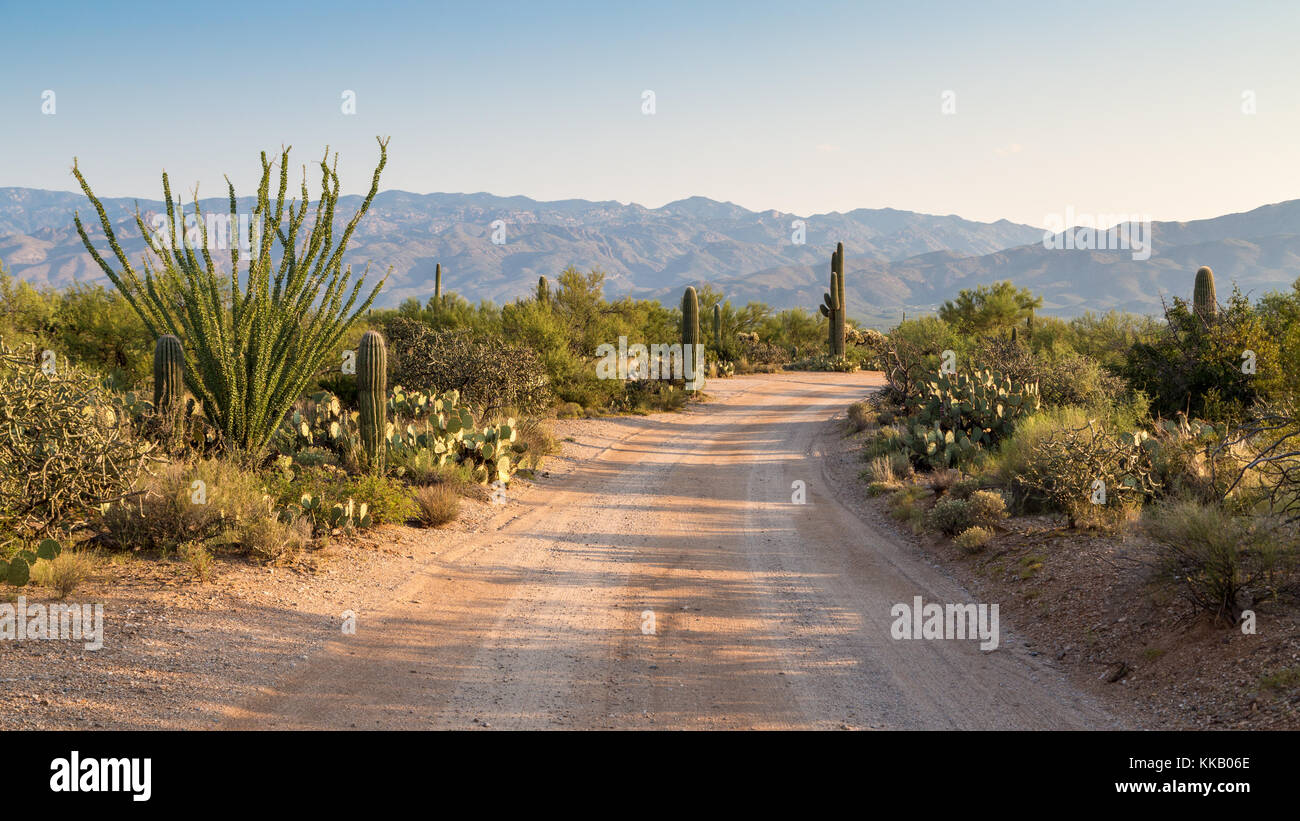 Road through countryside with various cacti (Cactus), Saguaro National ...