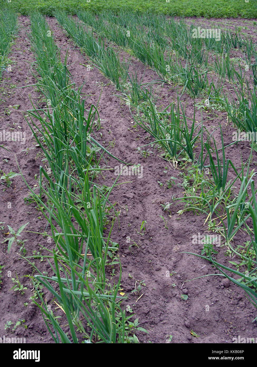 Soil rows hi-res stock photography and images - Alamy