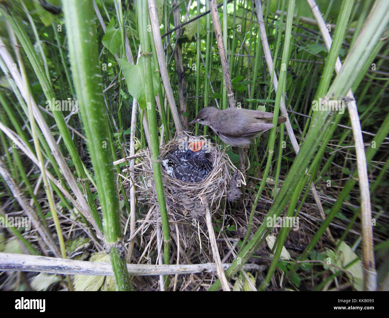 Acrocephalus palustris. The nest of the Marsh Warbler in nature. Common ...