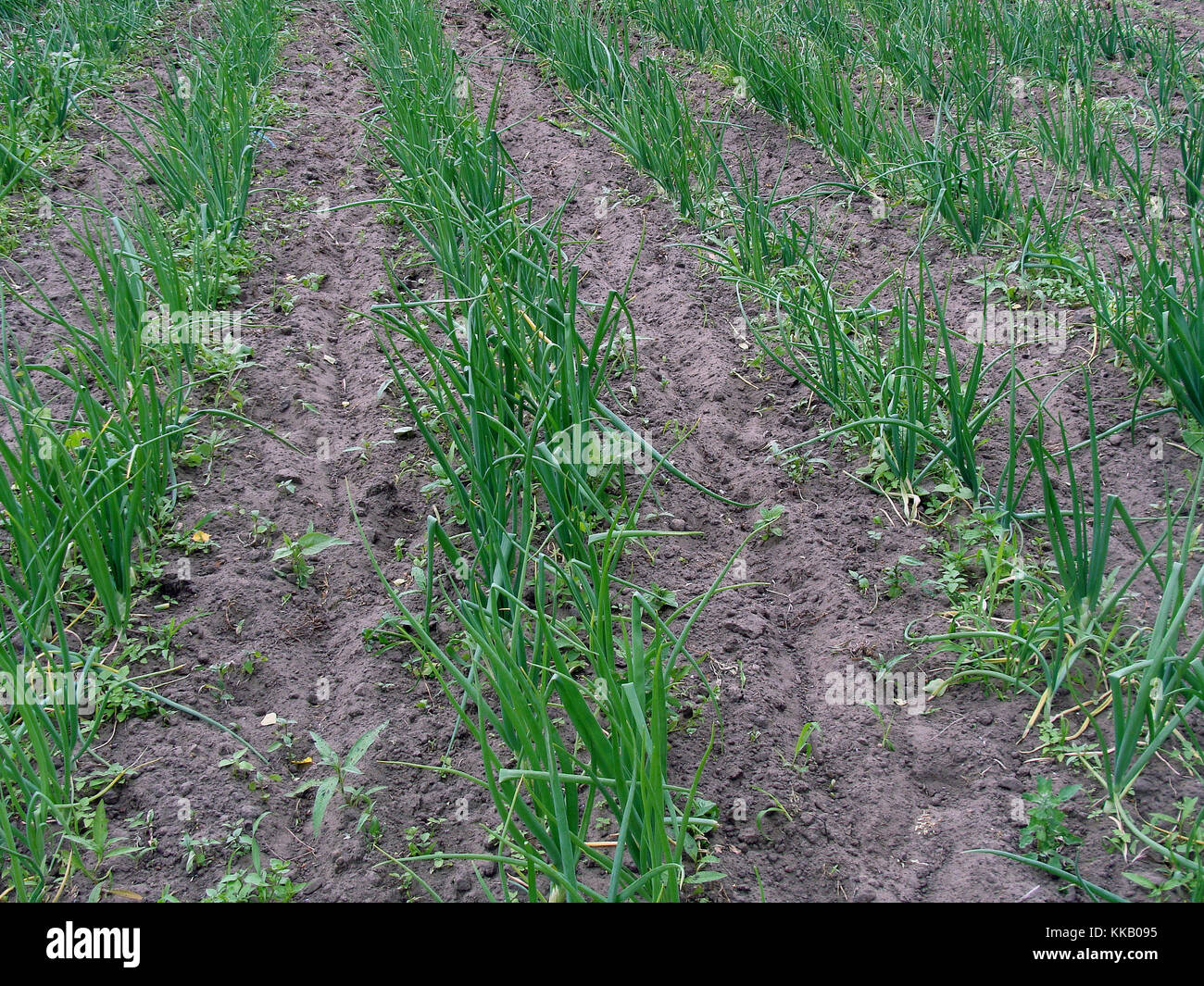 Young spring onions growing in garden soil rows close up horizontal ...