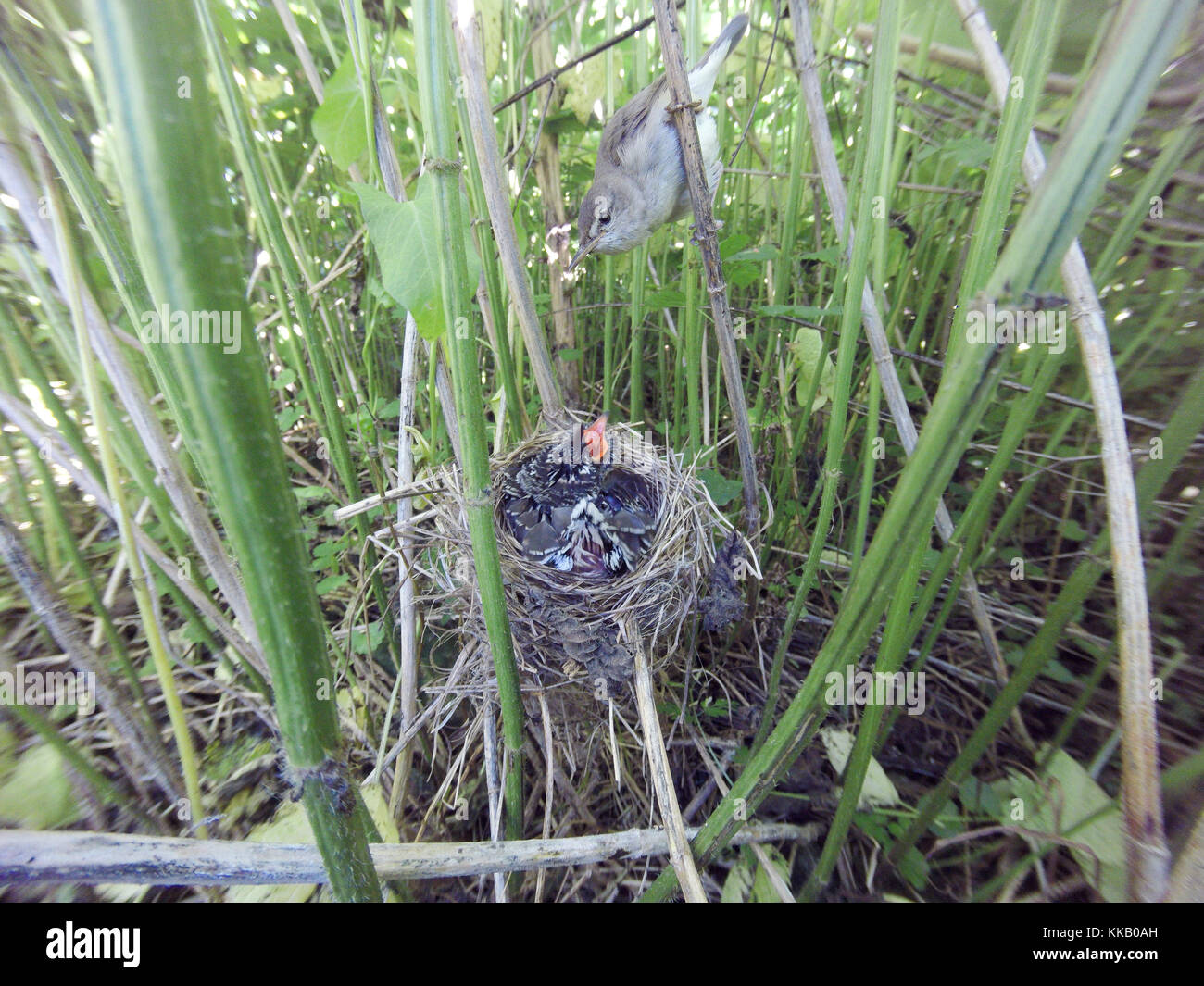 Acrocephalus palustris. The nest of the Marsh Warbler in nature. Common ...