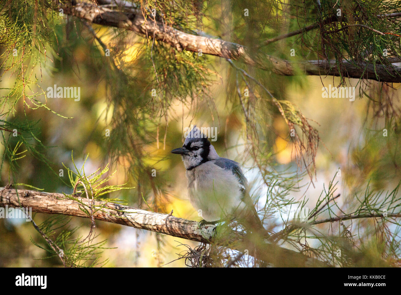 Florida blue jay bird Cyanocitta cristata perches in a tree in Naples ...