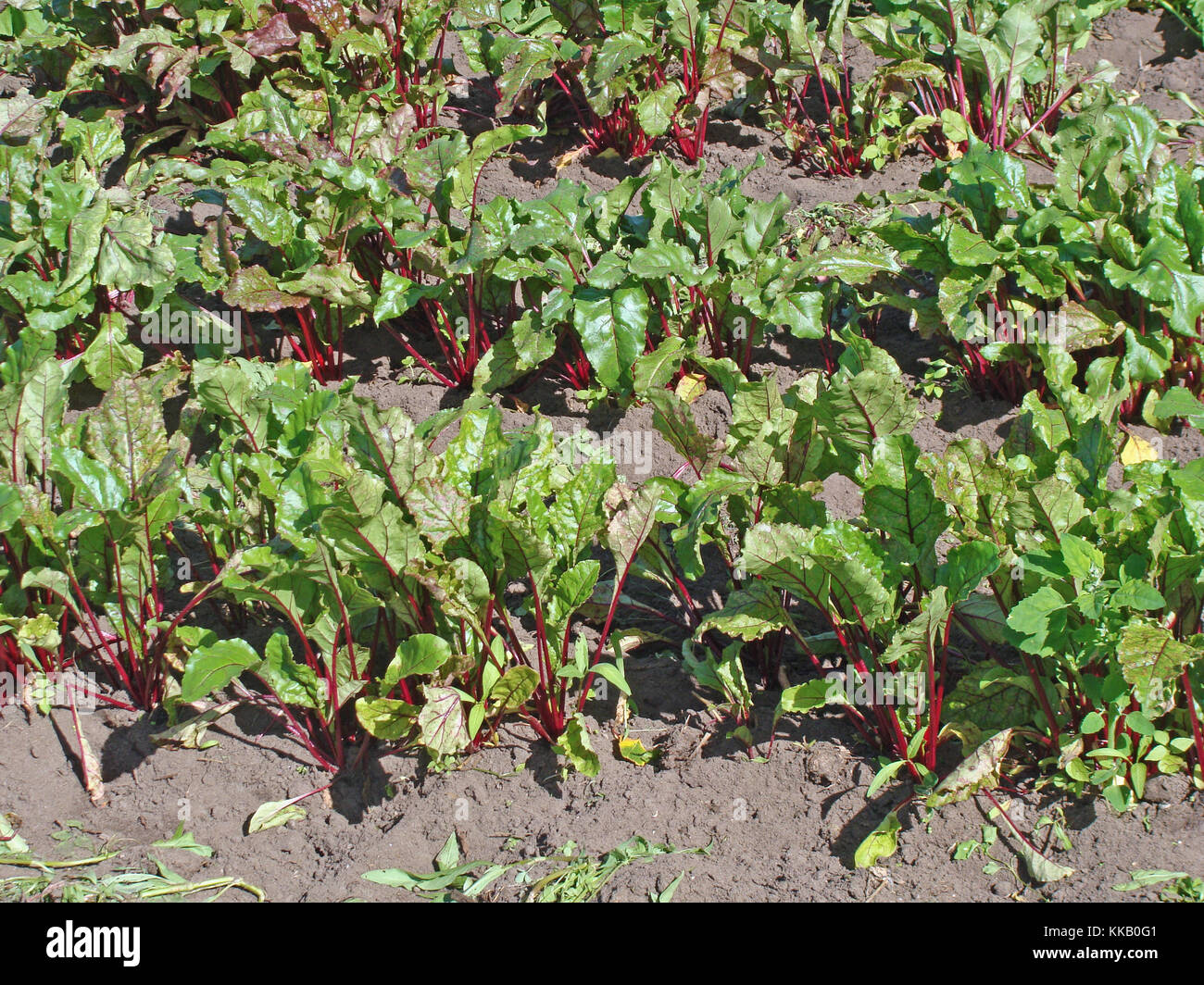 Vegetables red beets growing in furrows on garden Stock Photo - Alamy