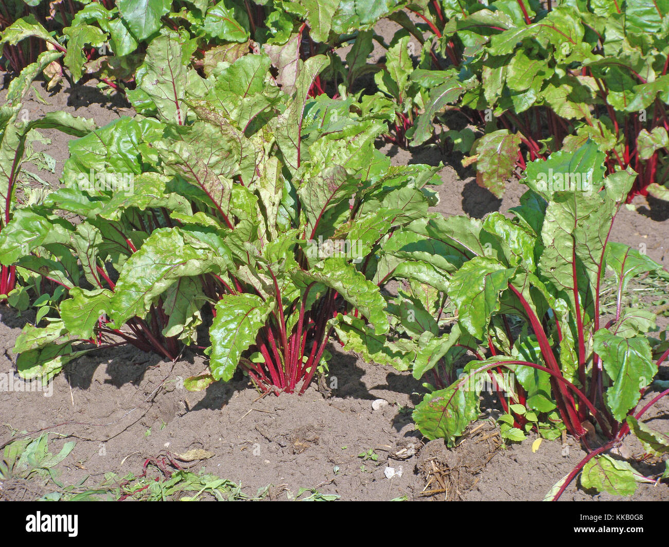 Vegetables red beets growing in furrows on garden Stock Photo - Alamy