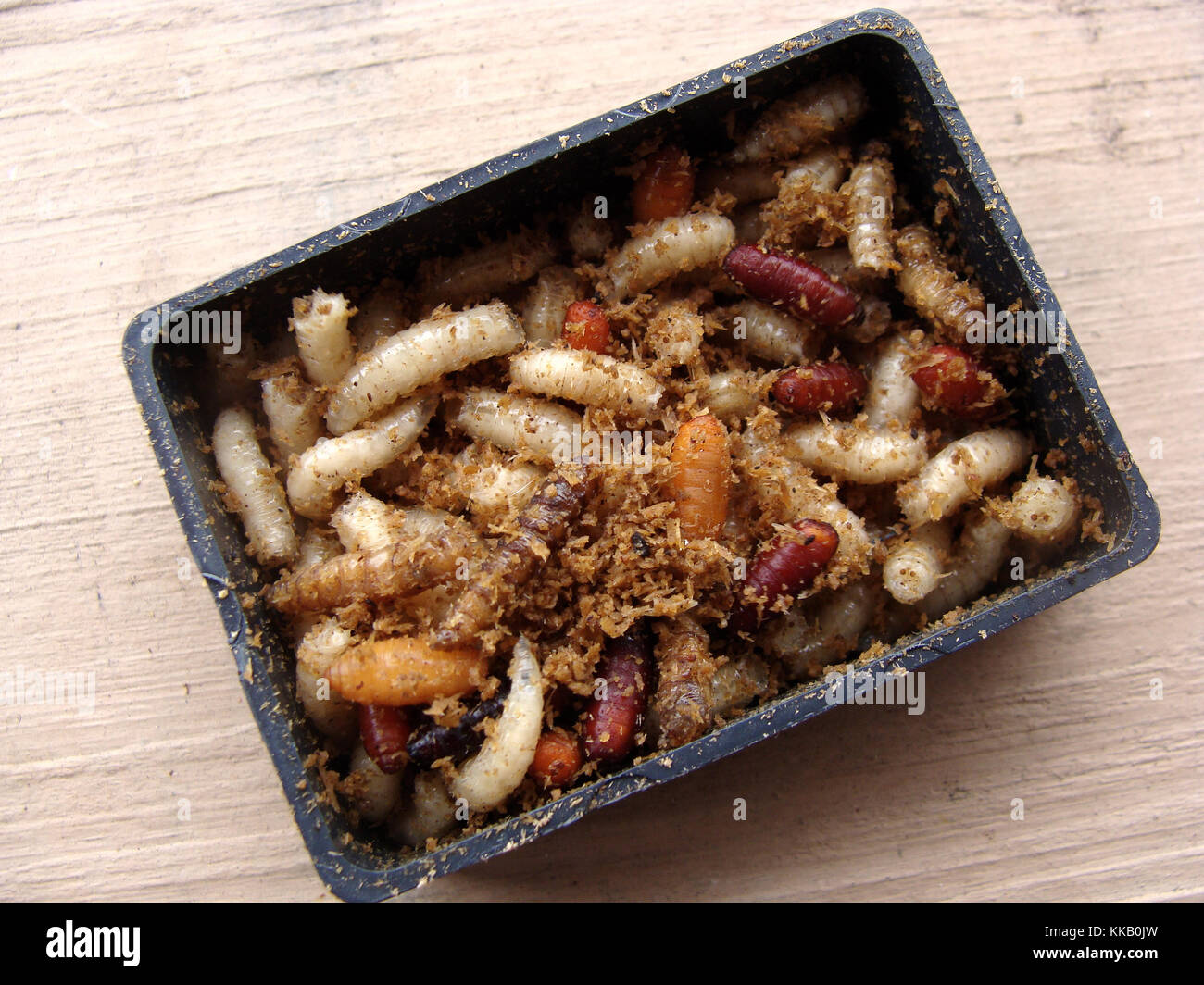 Plastic box with fishing bait different live caterpillars larvae and ...