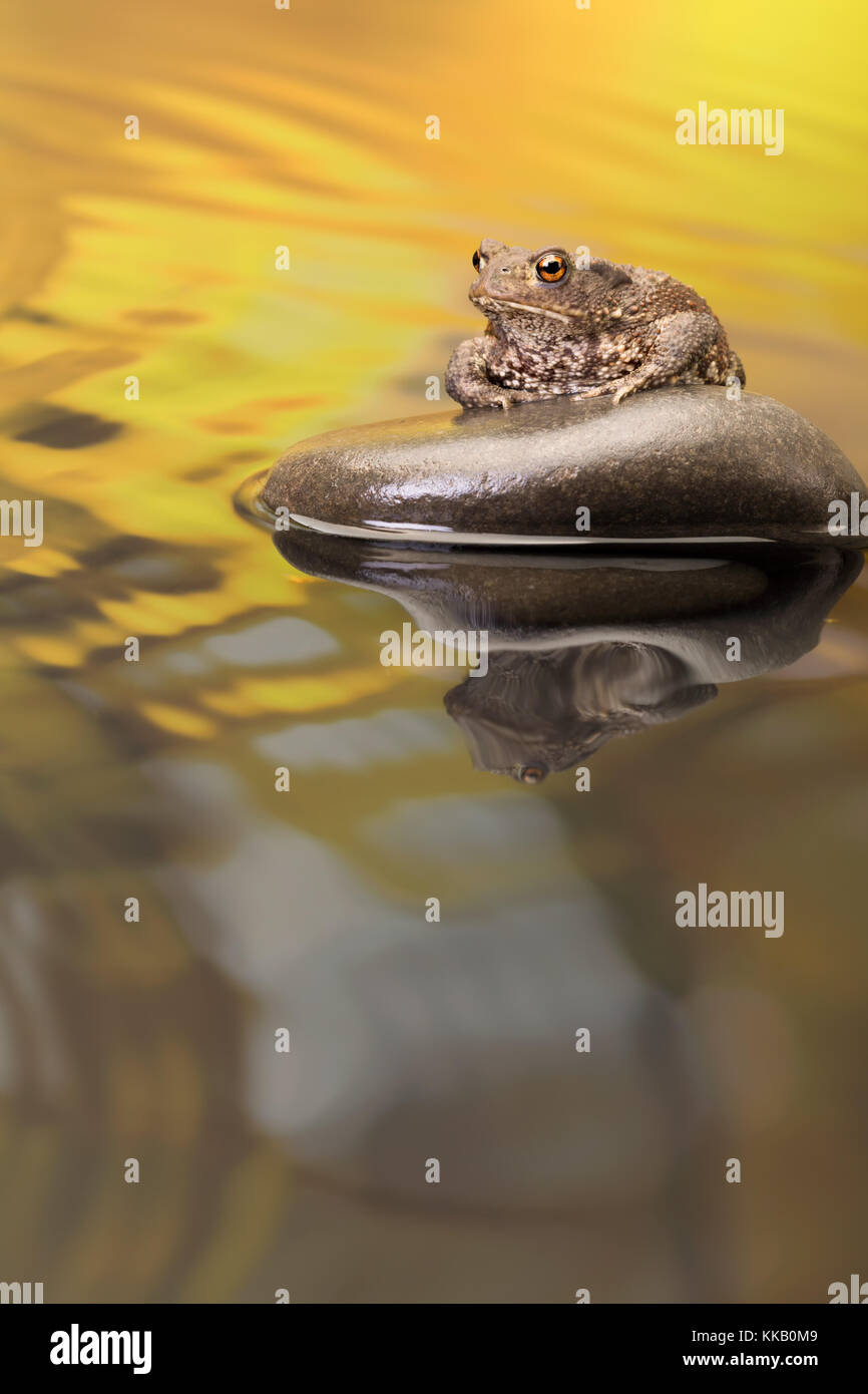 Large European Toad sitting on a pebble in a pond Stock Photo - Alamy