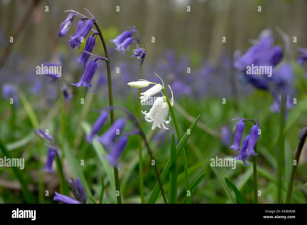 White bluebell growing amongst standard bluebells Stock Photo - Alamy