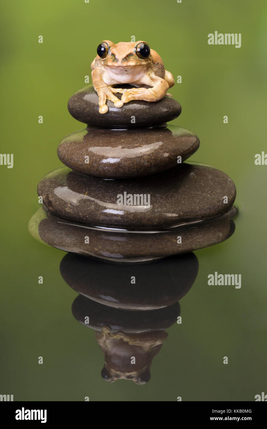 Leptopelis vermiculatus or Peacock Tree Frog as found in Tanzania ...