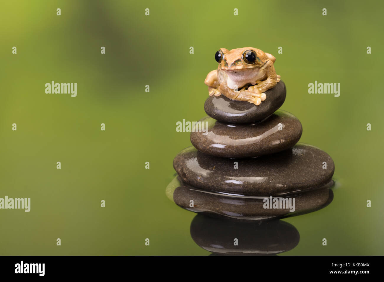 Leptopelis vermiculatus or Peacock Tree Frog as found in Tanzania ...