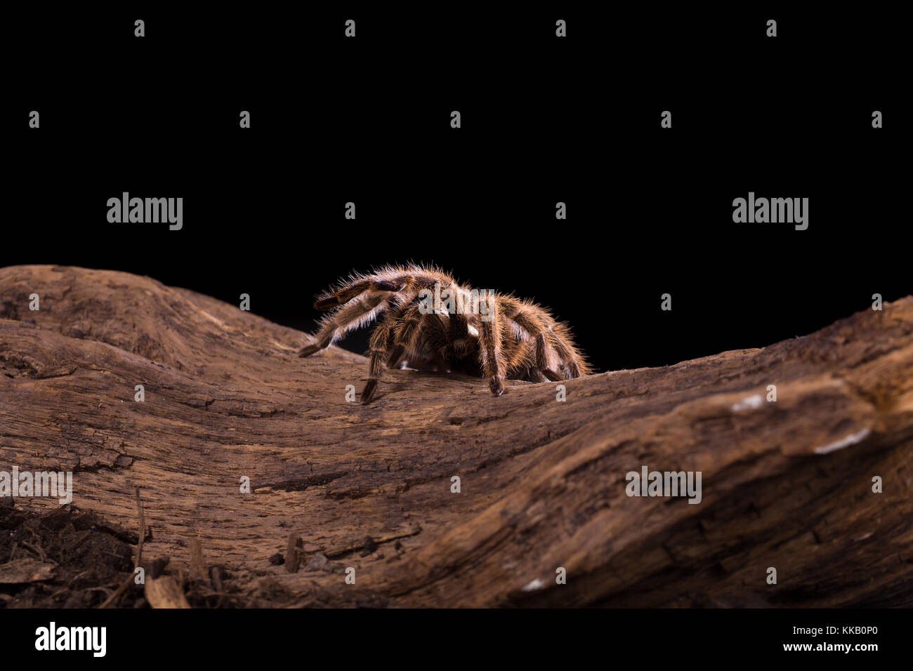 Spider rose hi-res stock photography and images - Alamy