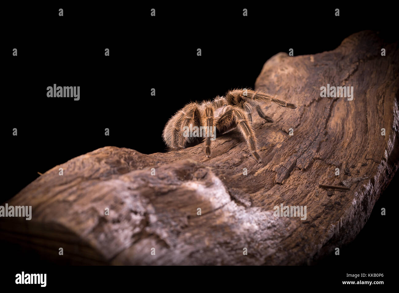 Spider rose hi-res stock photography and images - Alamy