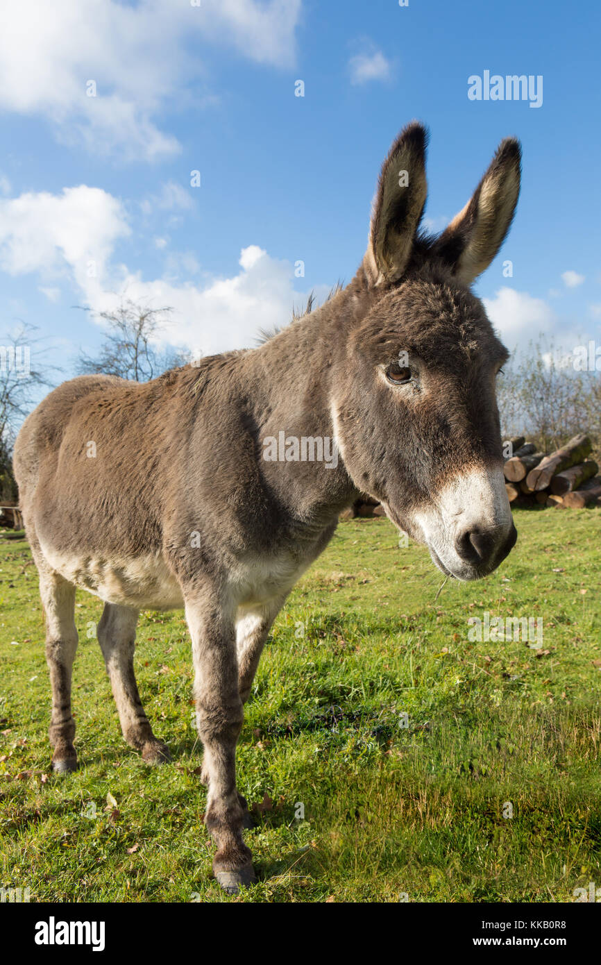 Small donkey hi-res stock photography and images - Alamy