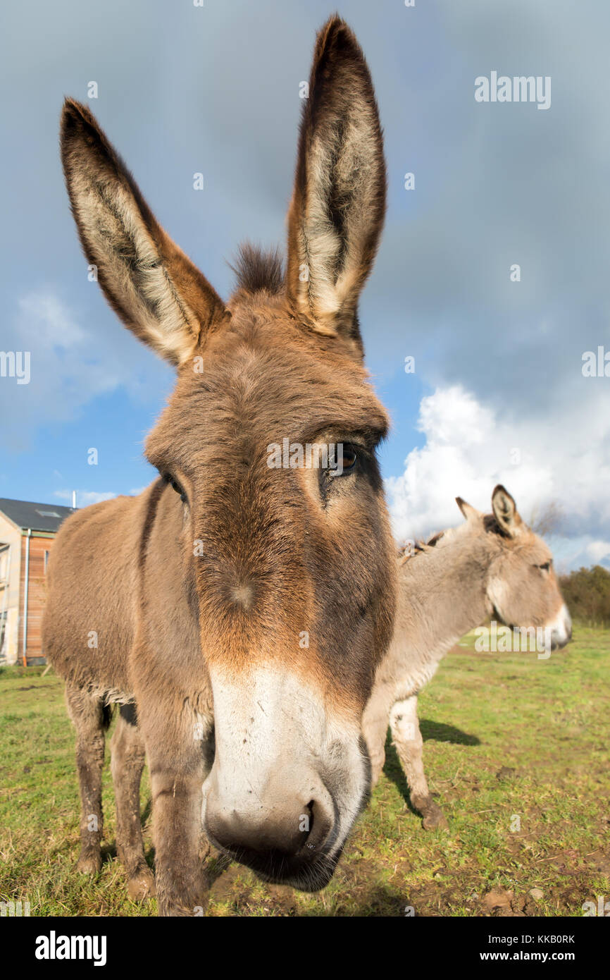 Donkey face hi-res stock photography and images - Alamy
