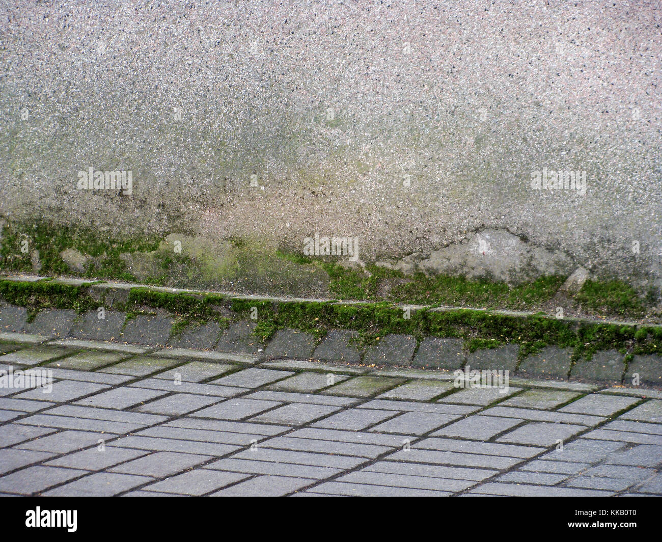 Green moss growing on wet concrete wall basement and footpath border ...