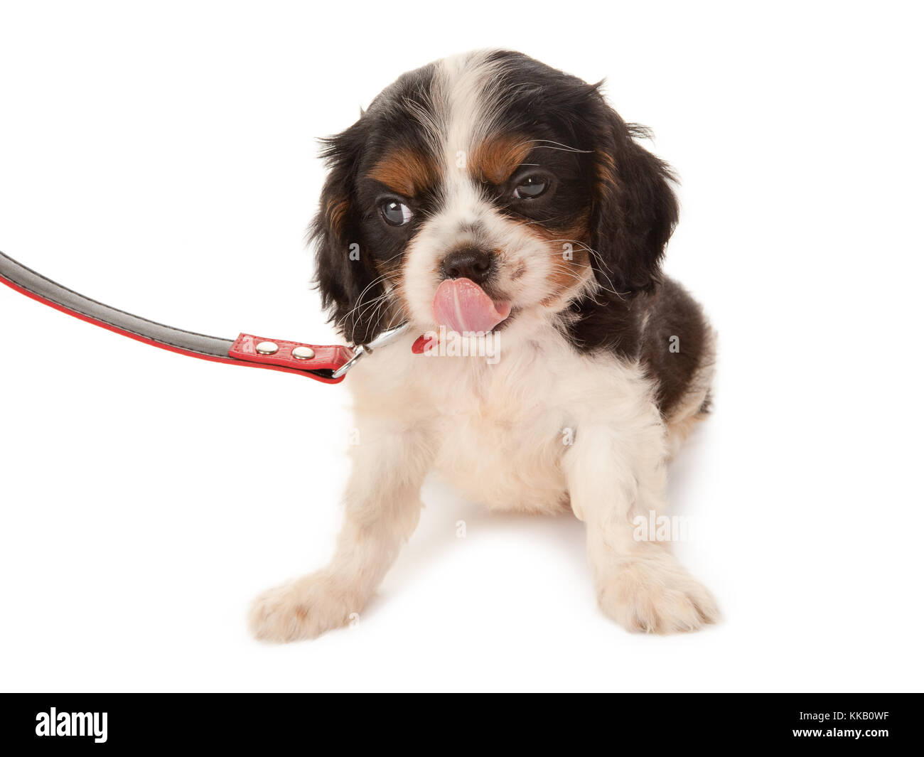 Purebred six weeks old Cut Out Stock Images & Pictures - Alamy