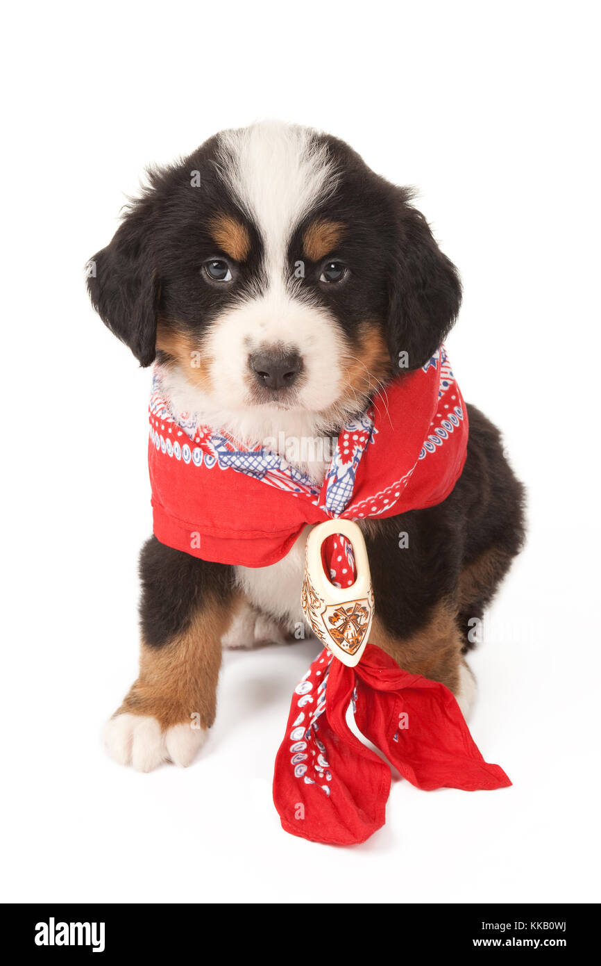 Purebred six weeks old Cut Out Stock Images & Pictures - Alamy