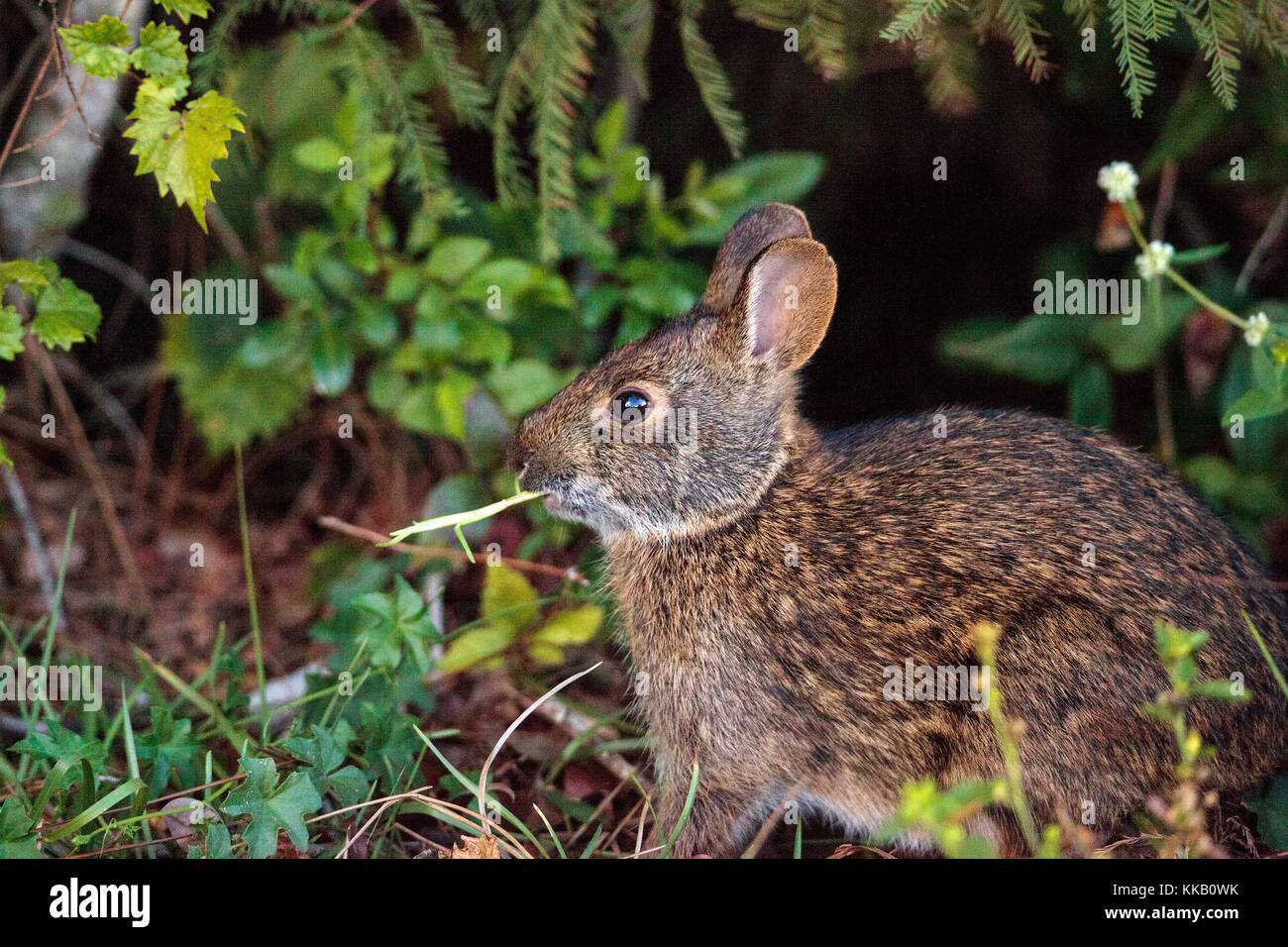 Marsh rabbit Sylvilagus palustris eats greenery in a wooded area of ...