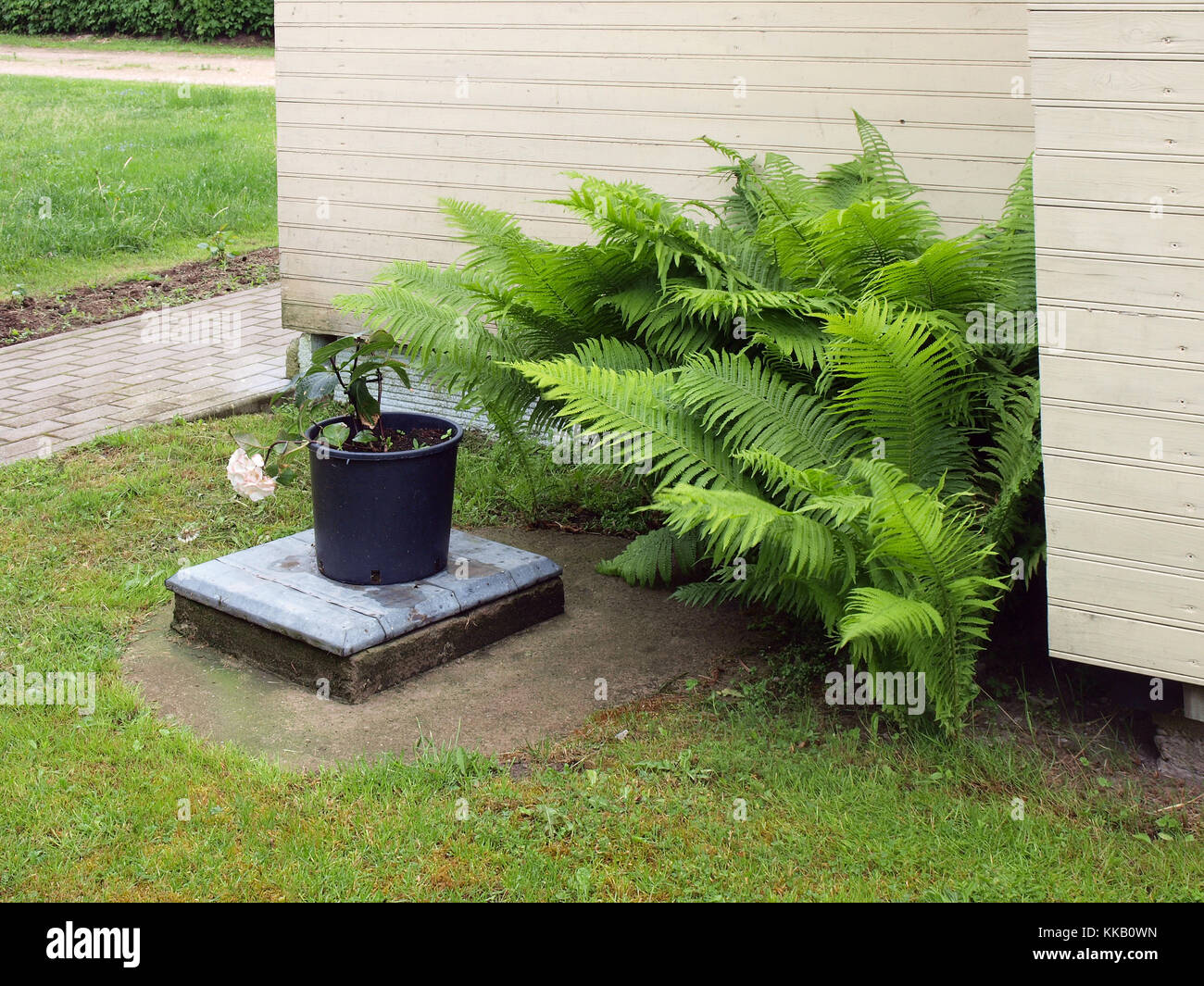 Decorative fern bush growing near house corner Stock Photo - Alamy