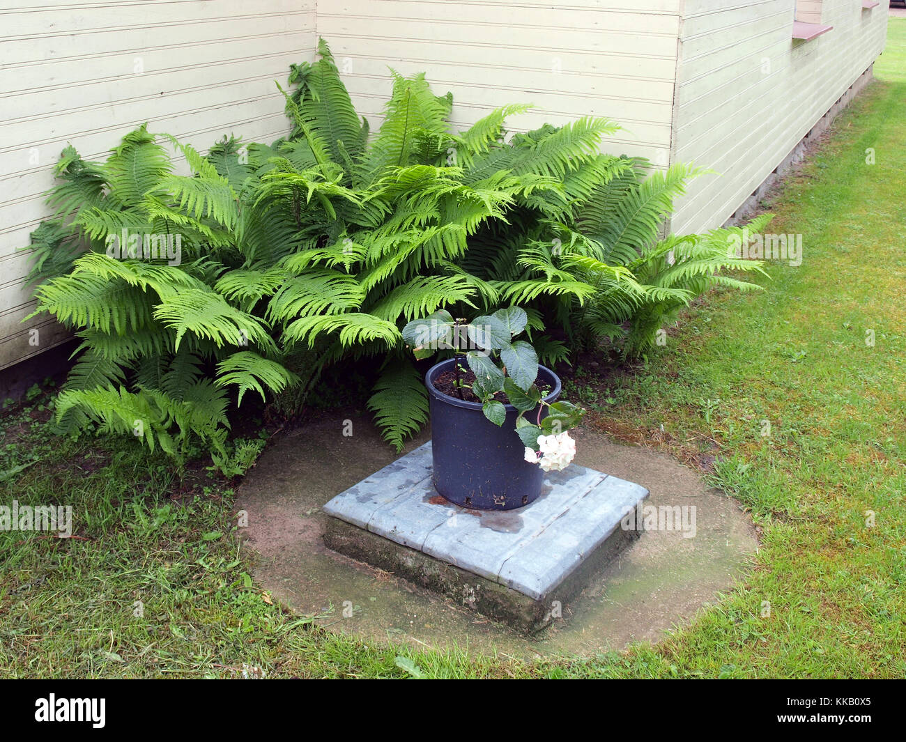 Decorative fern bush growing near house corner Stock Photo - Alamy