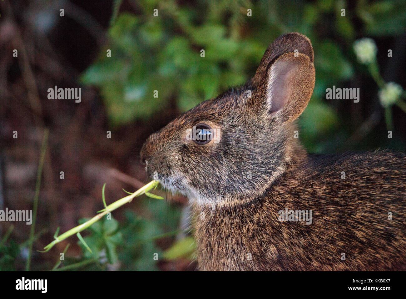 Marsh rabbit Sylvilagus palustris eats greenery in a wooded area of ...