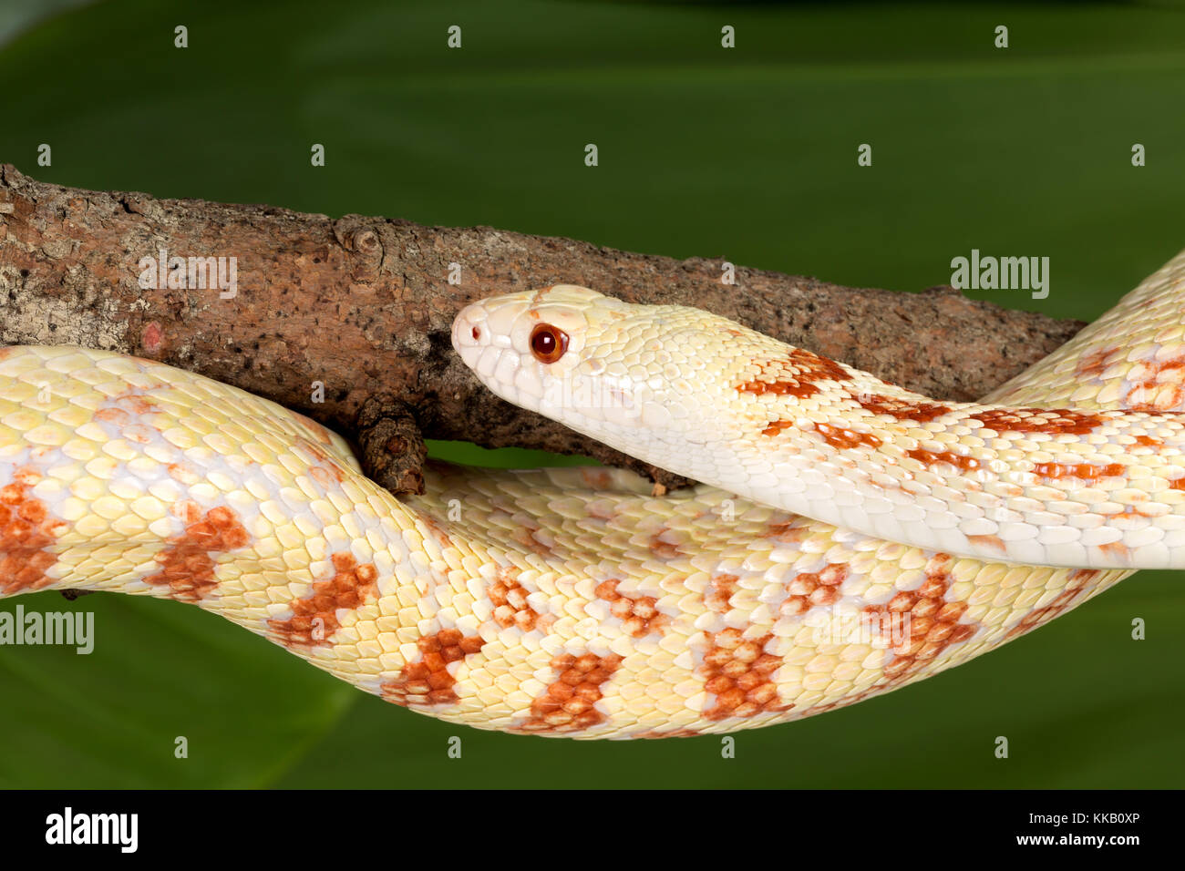 Adult female bullsnake curled around a tree branch Stock Photo - Alamy