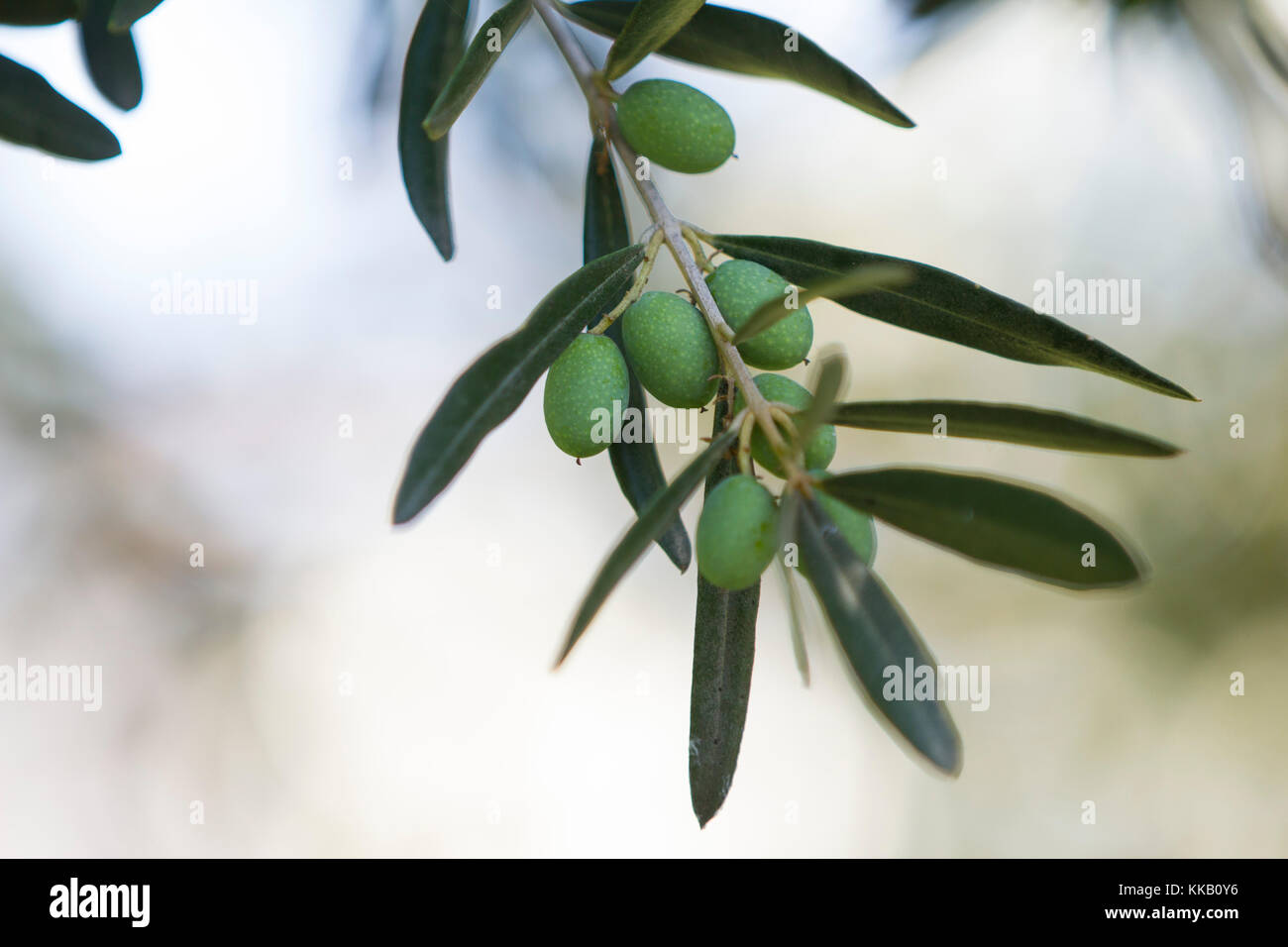 Green olive on tree Stock Photo - Alamy