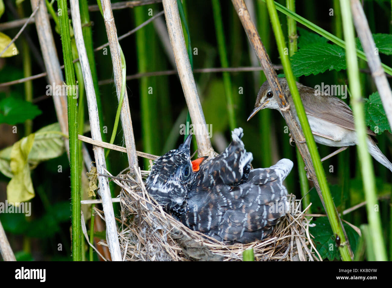 Acrocephalus palustris. The nest of the Marsh Warbler in nature. Common ...
